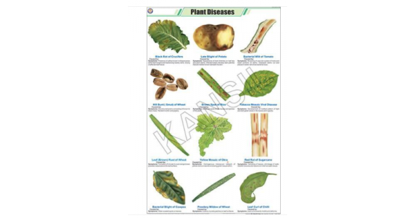 Buy Plant Diseases For Botany Chart get price for lab equipment