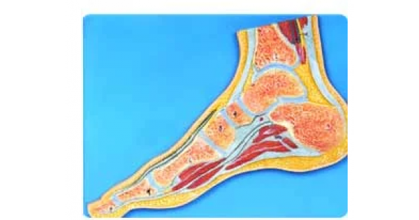 Buy Foot Section get price for lab equipment