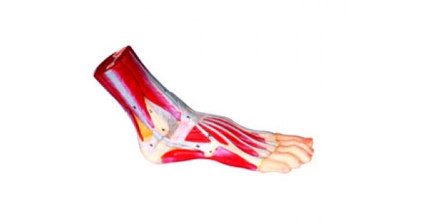 Buy Foot Anatomy get price for lab equipment