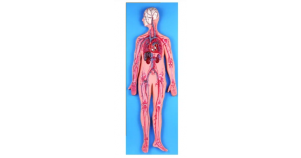 Buy Circulatory System Model get price for lab equipment