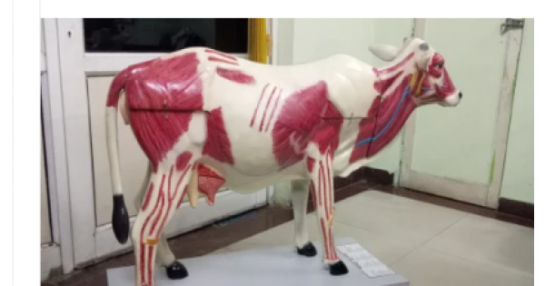 Buy Demonstration Model Of Cow get price for lab equipment