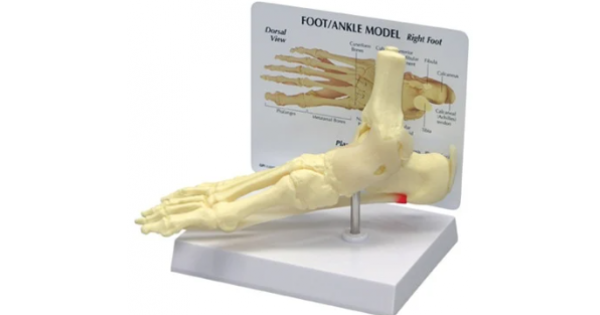 Buy Foot and Ankle Model get price for lab equipment