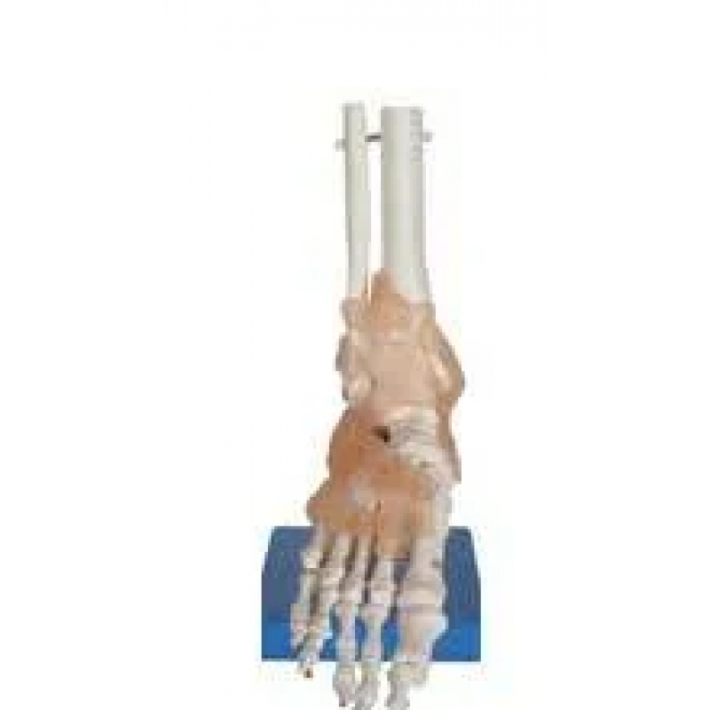 Buy Foot Joint With Ligaments get price for lab equipment