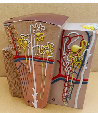 Buy Micro Anatomy of Kidney get price for lab equipment