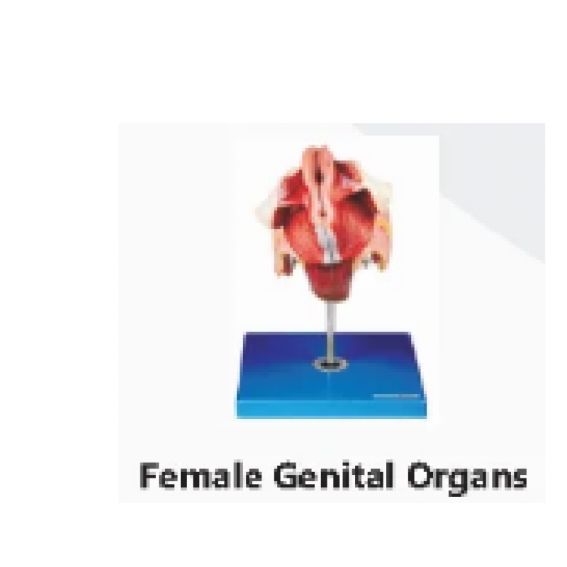 Buy Female Genital Organs Model Get Price For Lab Equipment