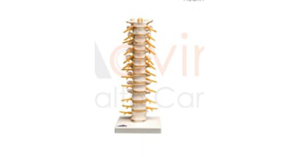 Buy Human Thoracic Spinal Column Model get price for lab equipment