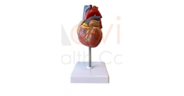 Buy Human Heart Model get price for lab equipment