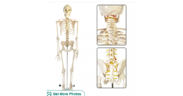 Buy Human Skeleton Model get price for lab equipment