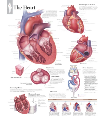 Buy Heart Anatomy Chart get price for lab equipment