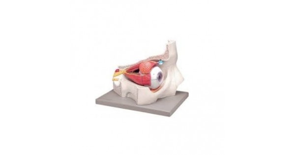 Buy Eye With Orbit Model get price for lab equipment