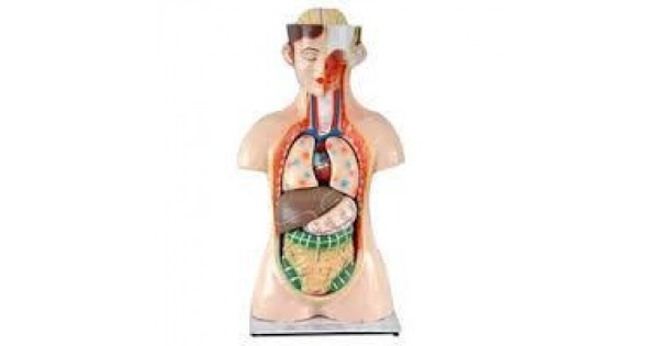 Buy Biological Models get price for lab equipment
