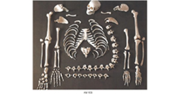 Buy Disarticulated Human Skeleton get price for lab equipment