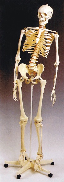 Buy Physiotherapy Skeleton get price for lab equipment