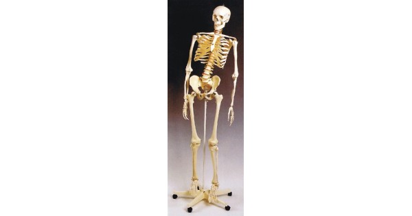 Buy Physiotherapy Skeleton get price for lab equipment