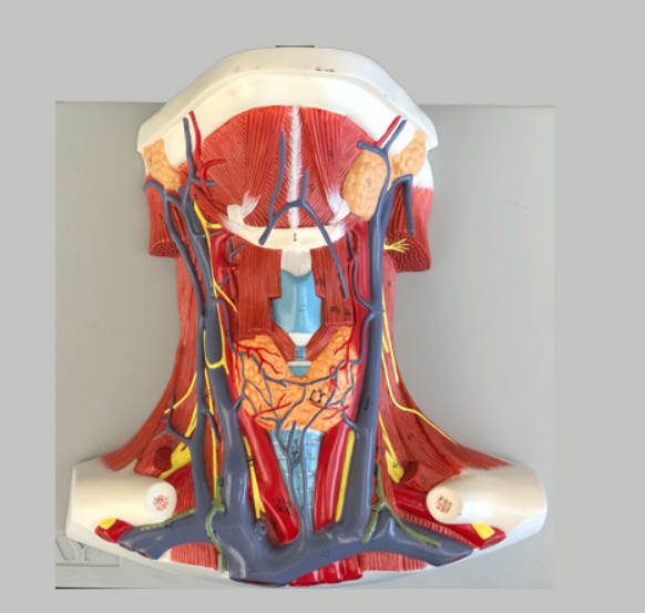 Buy ANATOMY OF THE NECK get price for lab equipment