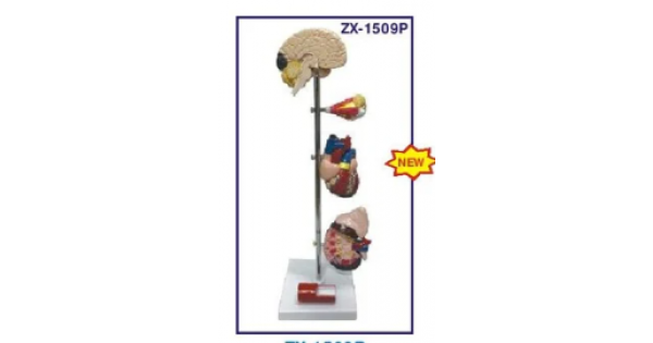 Buy Hypertension Models get price for lab equipment