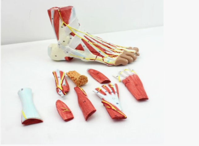 Buy Human Body Parts Model get price for lab equipment
